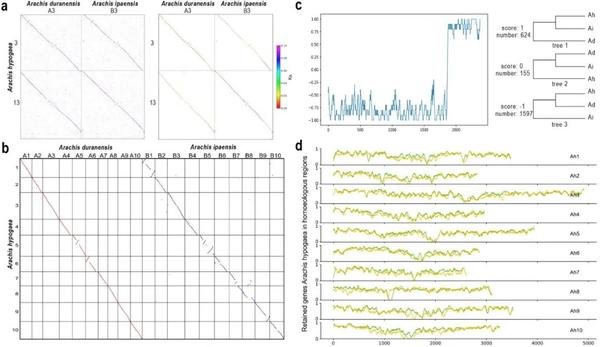Mol Plant | WGDI：用于基因组复制和核型进化分析的工具包 - 知乎
