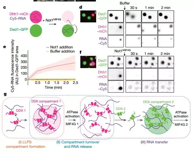Nature | ATP酶活性依赖的RNA解旋酶调控相分离的发生影响RNA成熟与加工 - 知乎