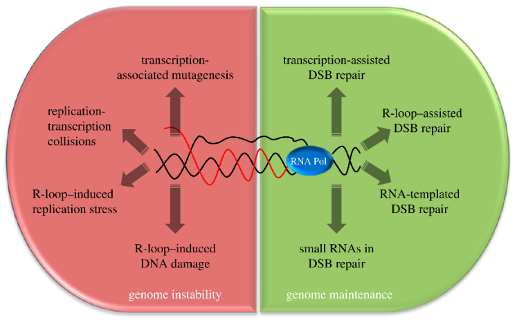 特殊DNA-RNA互作R-loop丰富基因转录的表观调控机制 - 知乎