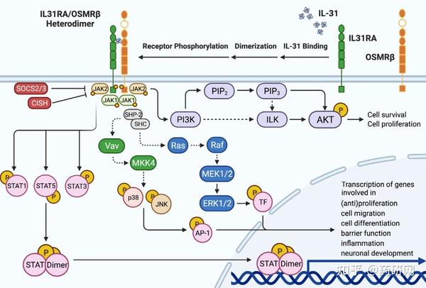 AD领域关键靶点IL-31，百亿市场再添一将 - 知乎