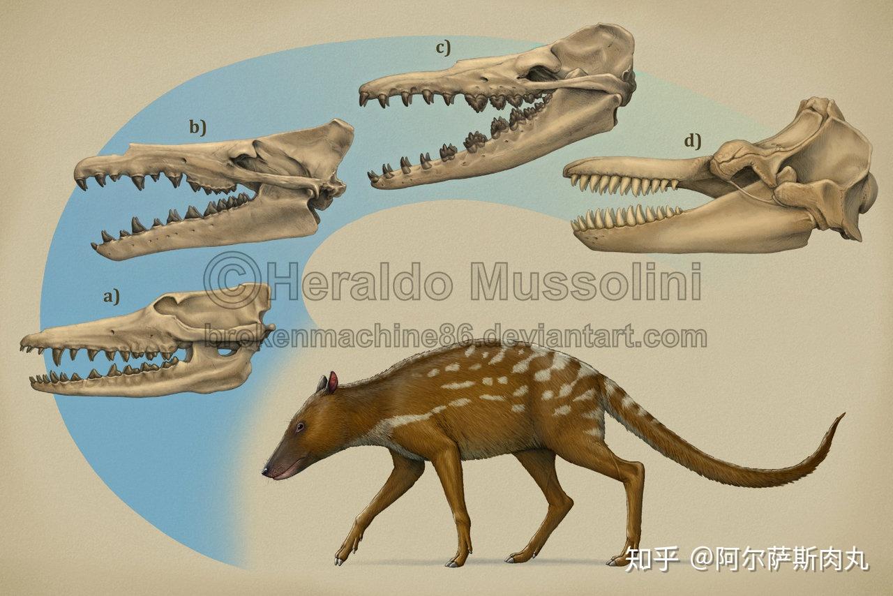「Rise of Mammals丨兽族崛起 2」“鲸”奇档案—鲸类演化漫谈 - 知乎