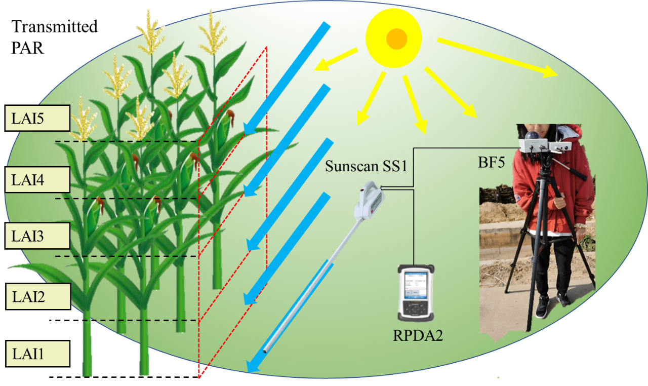 植物表型资讯|利用无人机多模态数据估算玉米叶面积指数：浅层和深层机器学习算法的比较 - 知乎