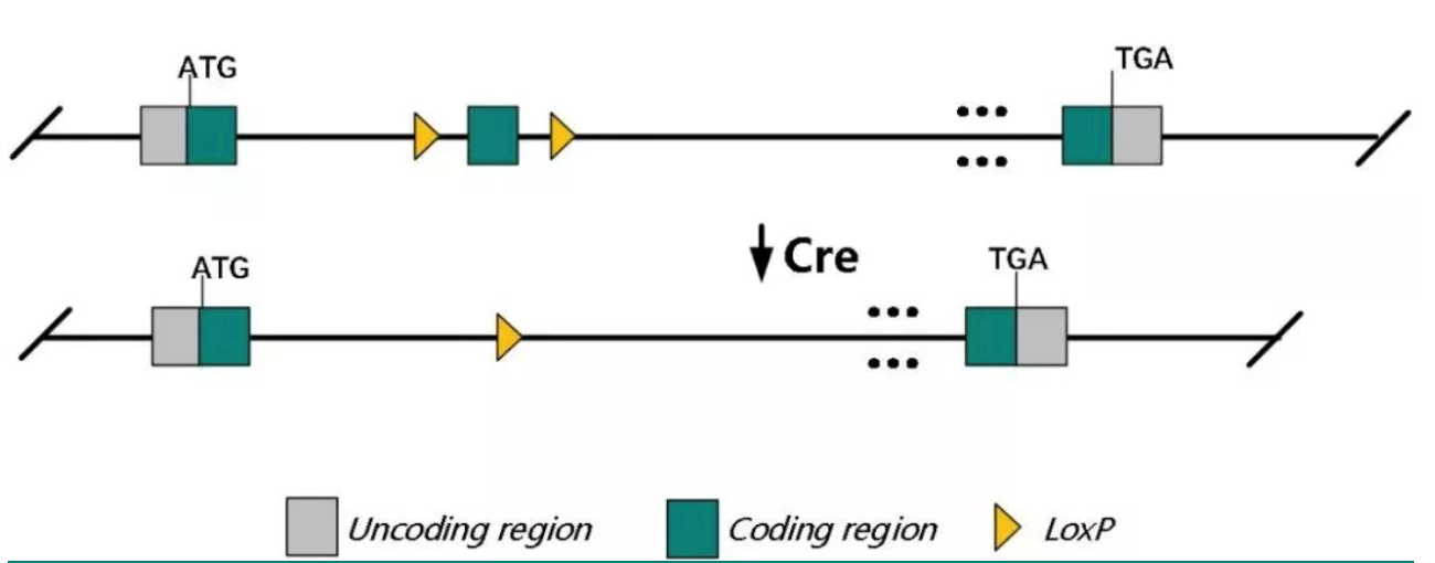 小鼠研究院丨层层解析条件性基因敲除的“时空开关”—— Cre-loxP系统 - 知乎