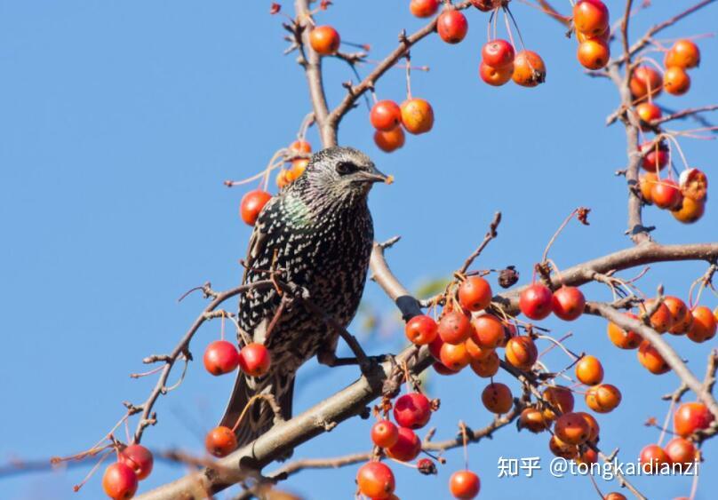 Special shock wave bird repellent for orchards, the guarantee of high ...
