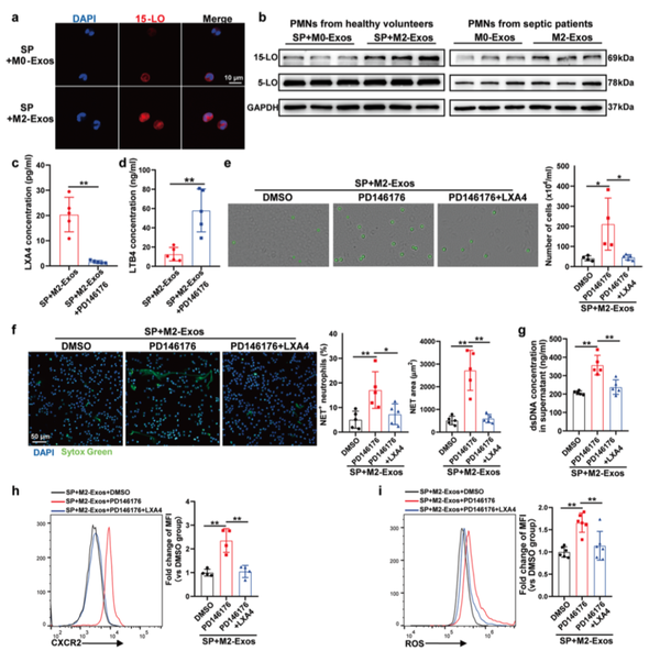 生物医学杂志丨IF：11丨M2巨噬细胞外泌体 通过抑制中性粒细胞NETs从而减轻脓毒症损伤 - 知乎