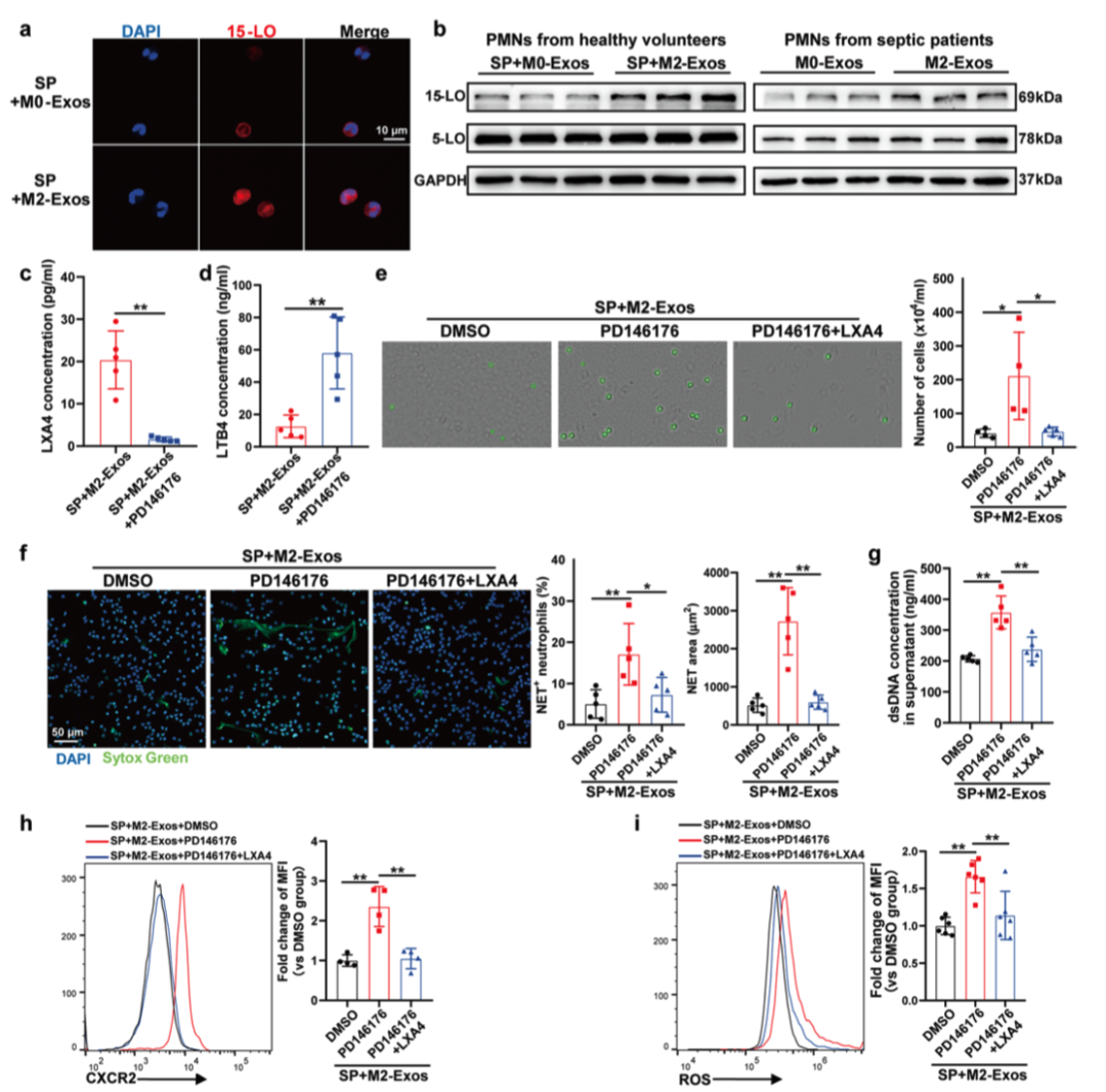 生物医学杂志丨IF：11丨M2巨噬细胞外泌体 通过抑制中性粒细胞NETs从而减轻脓毒症损伤 - 知乎