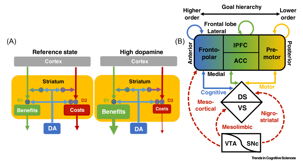 Trends Cogn Sci重要综述| 皮层-纹状体多巴胺介导认知控制动机：成本-收益的权衡 - 知乎