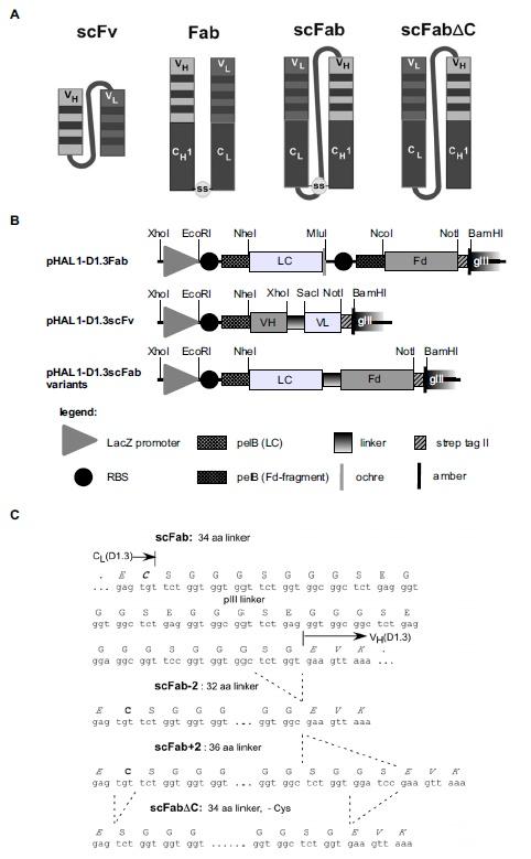 Single chain的魅力：从scFv到scIgG - 知乎