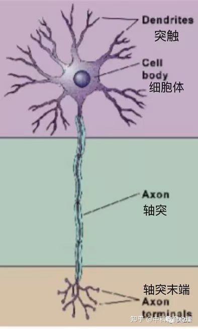 神经系统的构造及功能（一） - 知乎