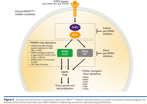 pan-KRAS inhibitor? - 近期BI公司的一篇综述与展望 - 知乎