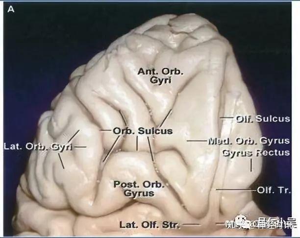 最佳推荐 | 高清详细的神经系统解剖学（全） - 知乎