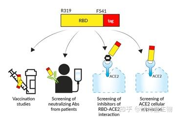 InvivoGen检测新冠病毒抗体以及相关蛋白 - 知乎