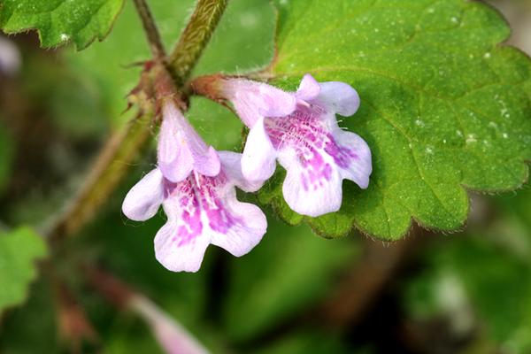 活血丹 | 情意绵绵的野花 - 知乎