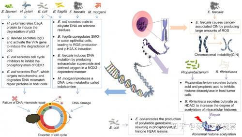 ISME J | 发现肠道微生物群对宿主癌症的潜在影响的综述 - 知乎