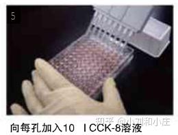 零基础SCI绘图（15）如何零基础IC50出图实验篇 - 知乎