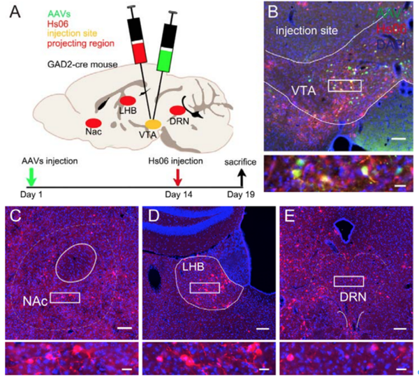 小布解读｜新一代严格顺行跨单级突触示踪病毒Hs06来啦！ - 知乎