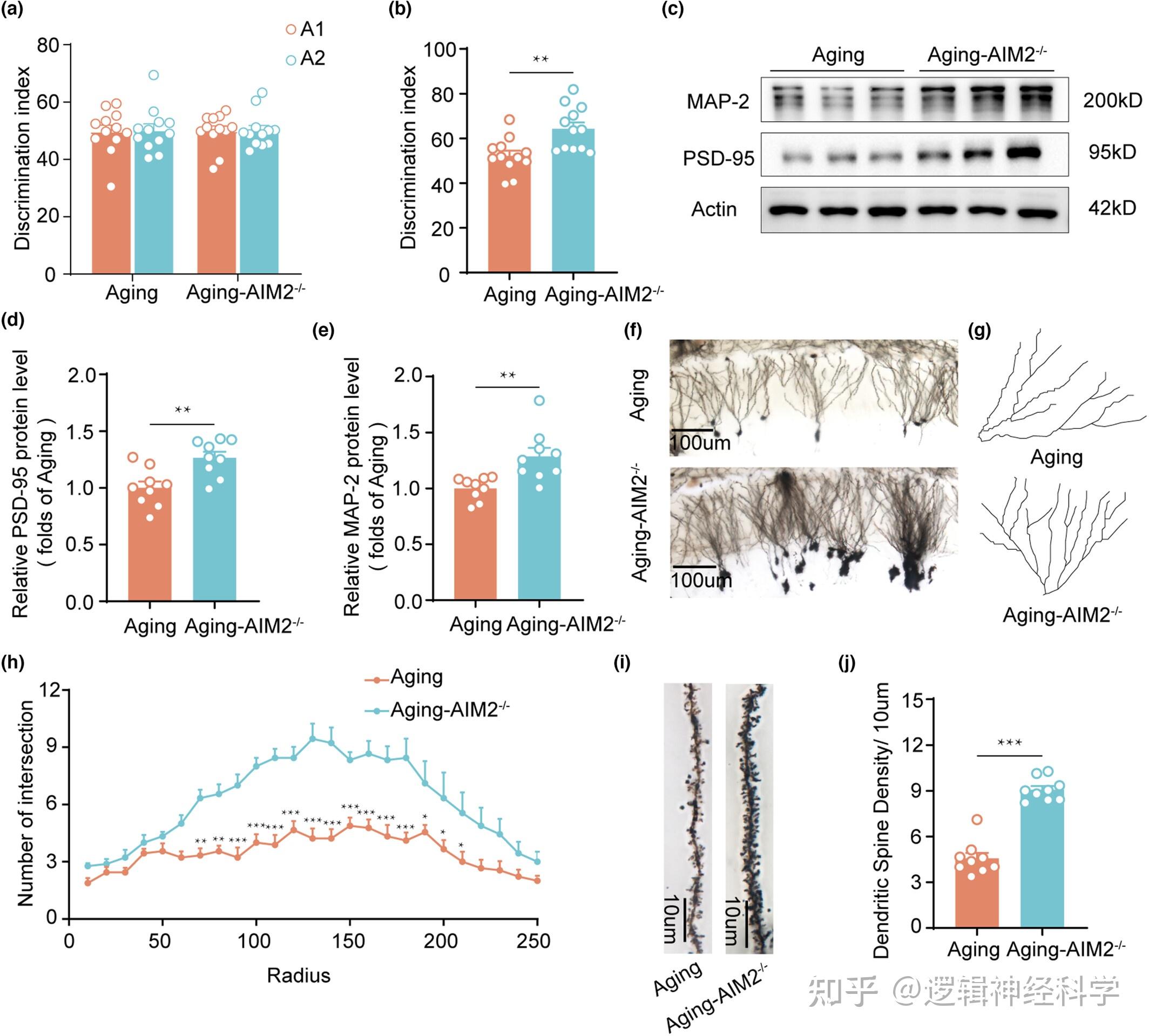 Aging Cell︱南京大学徐运团队揭示AIM2通过补体依赖的小胶质细胞突触吞噬介导衰老相关认知功能障碍 - 知乎