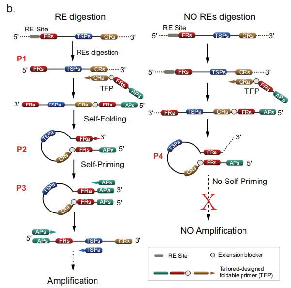 Nature子刊！PCR新策略--检测位点特异性突变和甲基化修饰的方法 - 知乎