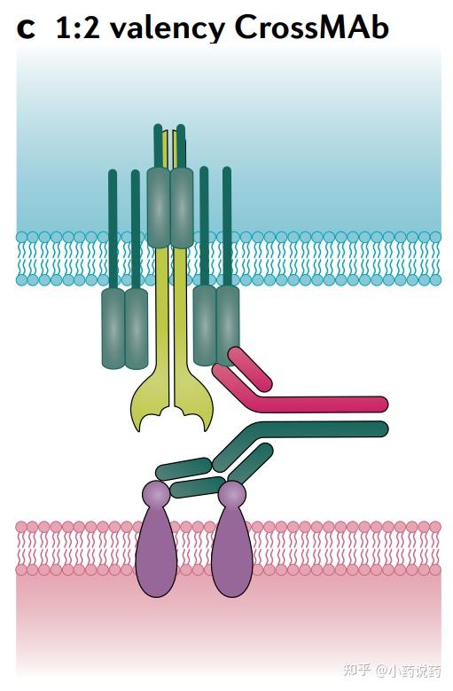 肿瘤免疫治疗中的双特异性抗体 - 知乎