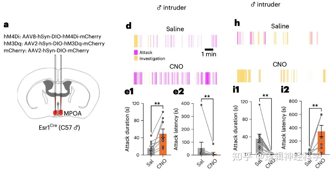 Nat Neurosci︱纽约大的Dayu Lin 团队揭示抑制对强敌发起攻击的下丘脑通路 - 知乎