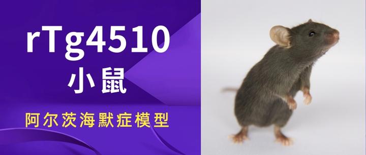 rTg4510小鼠|AD模型 - 知乎