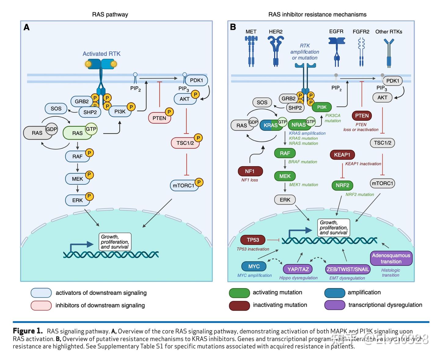 RAS抑制剂在癌症治疗中的应用：进展、耐药机制与未来方向 - 知乎
