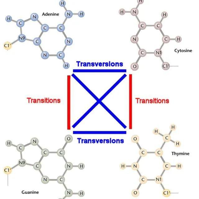 一分钟讲你看得懂的SNP - 知乎