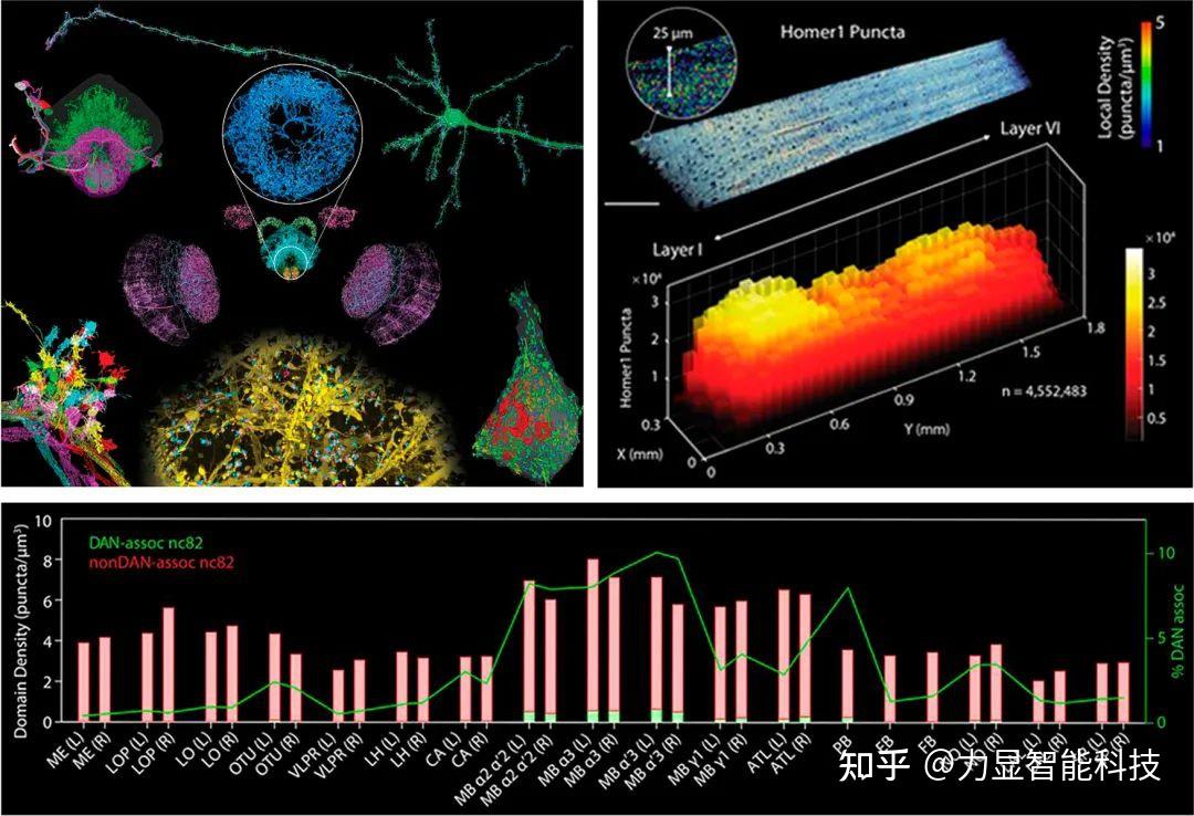 超高分辨显微镜在神经科学中的应用（二） - 知乎