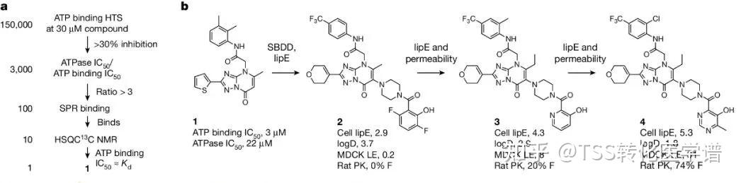【Nature】背靠背，拜耳和诺华同时披露合成致死靶点WRN的新型抑制剂 - 知乎