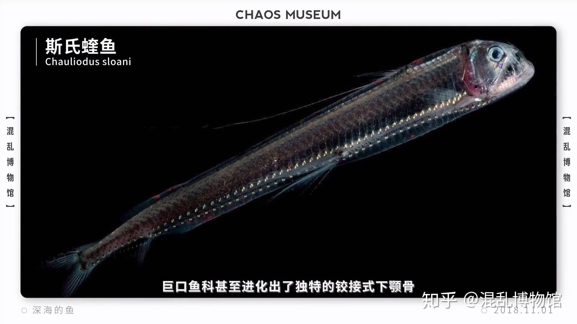 【补档】【配图】深海的鱼丨混乱博物馆 - 知乎