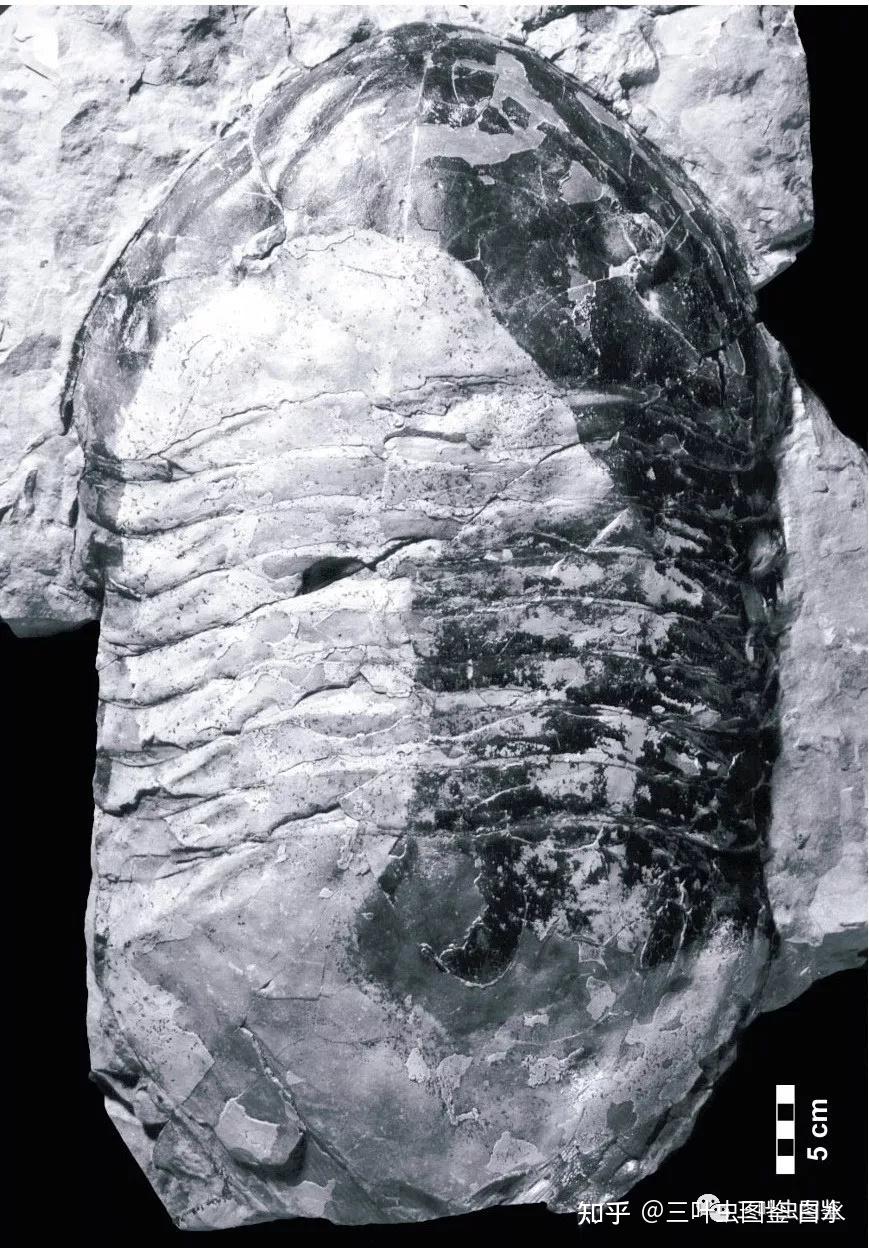 三叶虫之最1~7 - 知乎