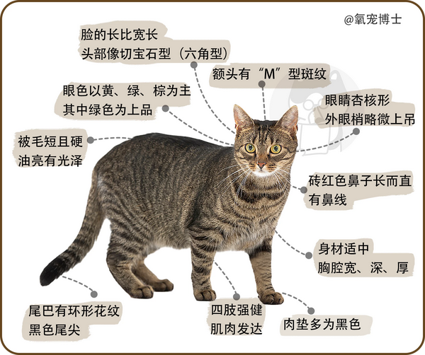 狸花猫科普|国产的灭鼠大队队长 - 知乎