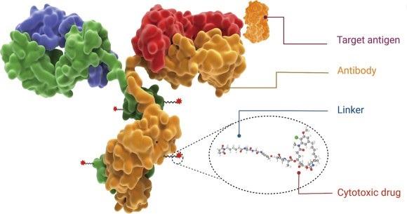 抗体-药物偶联物（ADC）的设计原理与作用机制 - 知乎