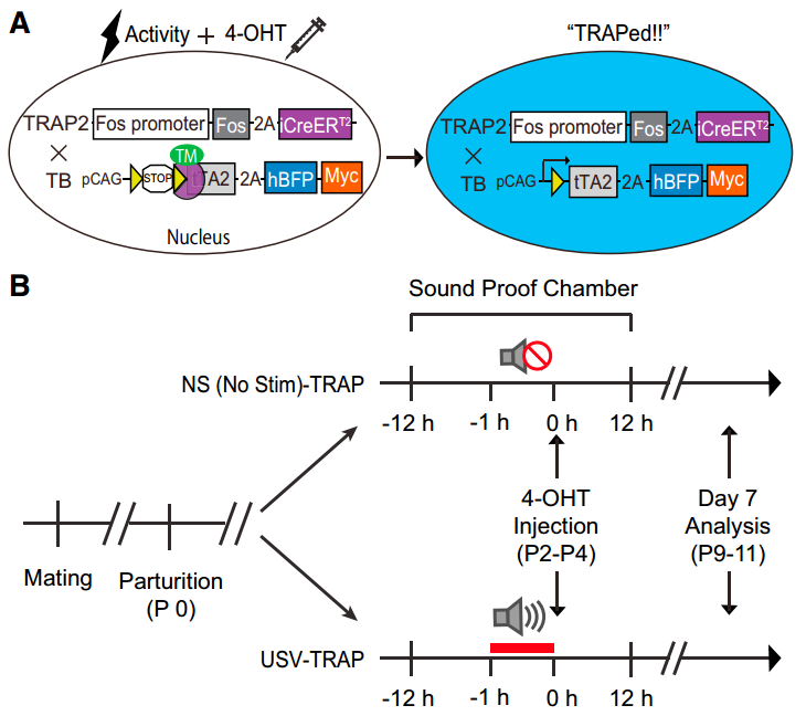 【文献解读】颞叶联合皮层在听觉触发的母体可塑性中的重要作用 - 知乎
