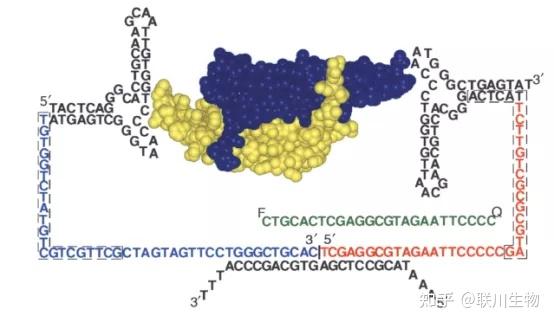 PEA原理的前世今生 | Olink蛋白质组学 - 知乎