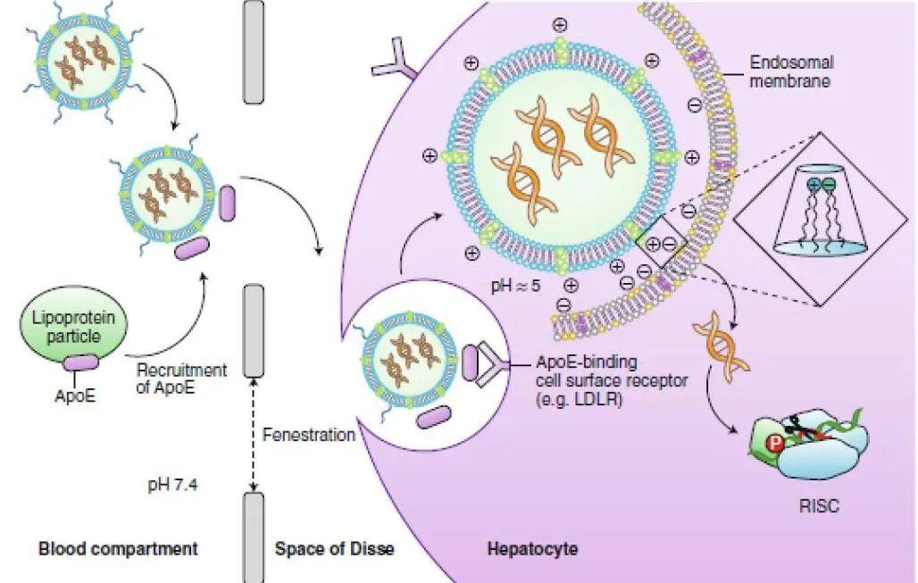 寡核苷酸药物的“智能”递送 - 知乎