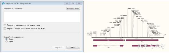 SnapGene安装和使用教程 - 知乎