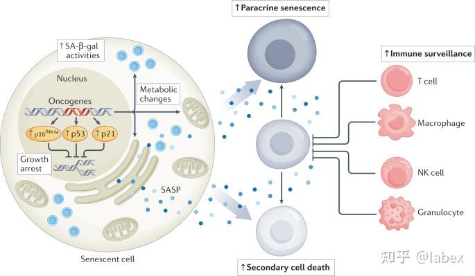 IF60+nature高分综述：衰老和癌症 - 作用和治疗机会 - 知乎