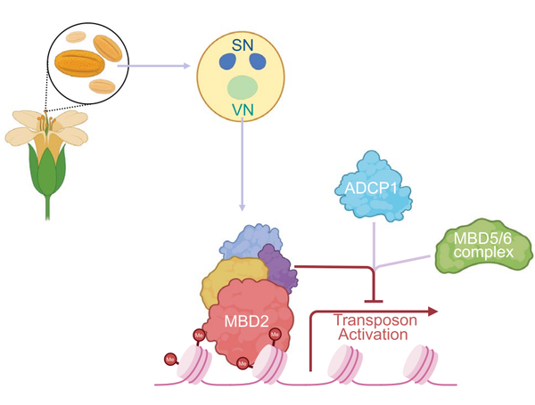 Nature Plants | Steven Jacobsen团队揭示植物MBD2蛋白在精细胞形成过程中维持转座子沉默的新机制 - 知乎