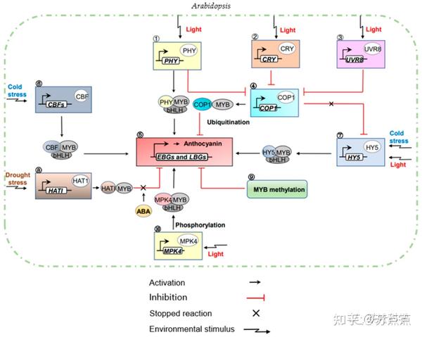 Myb介导花青素的生物合成