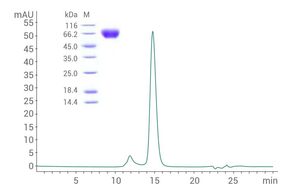 【靶点科普】ICAM-1：从免疫监视到病理过程 - 知乎