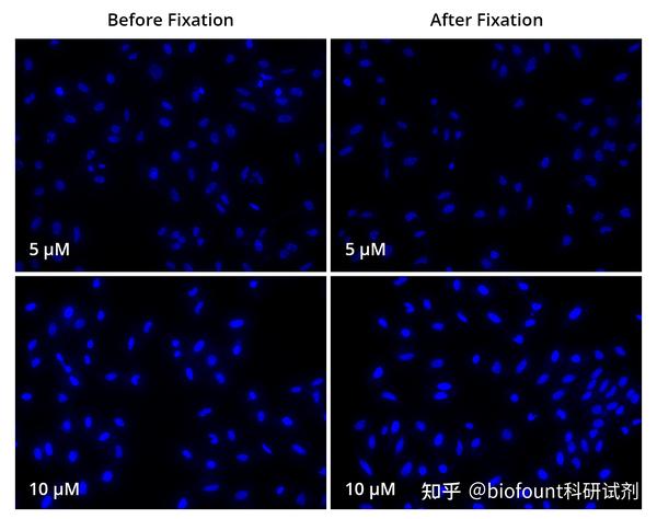 Hoechst 33342；选择性 DNA 荧光染色 - 知乎