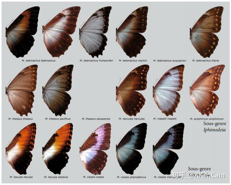 谁道夏虫不语冰！——太阳闪蝶 - 知乎