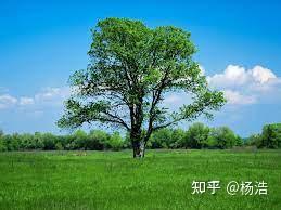 树算法解析：Ball-Tree, KD-Tree vs. Brute Force - 知乎