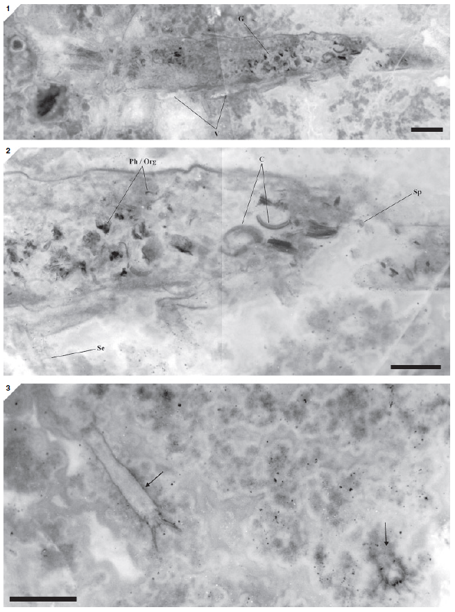 【地球演义】六足传奇1：起源之谜 - 知乎
