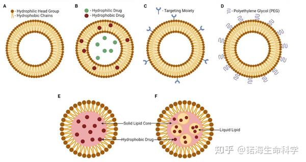 脂质纳米颗粒作为递送载体在吸入疗法中的应用 - 知乎