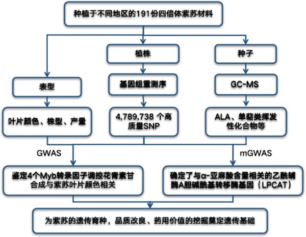 一文带你了解mGWAS在植物领域的经典研究思路！ - 知乎