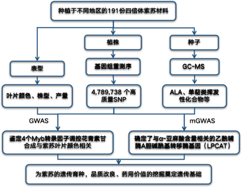 一文带你了解mGWAS在植物领域的经典研究思路！ - 知乎