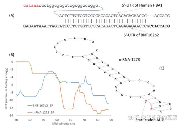 改变5'UTR结构，控制翻译效率 - 知乎