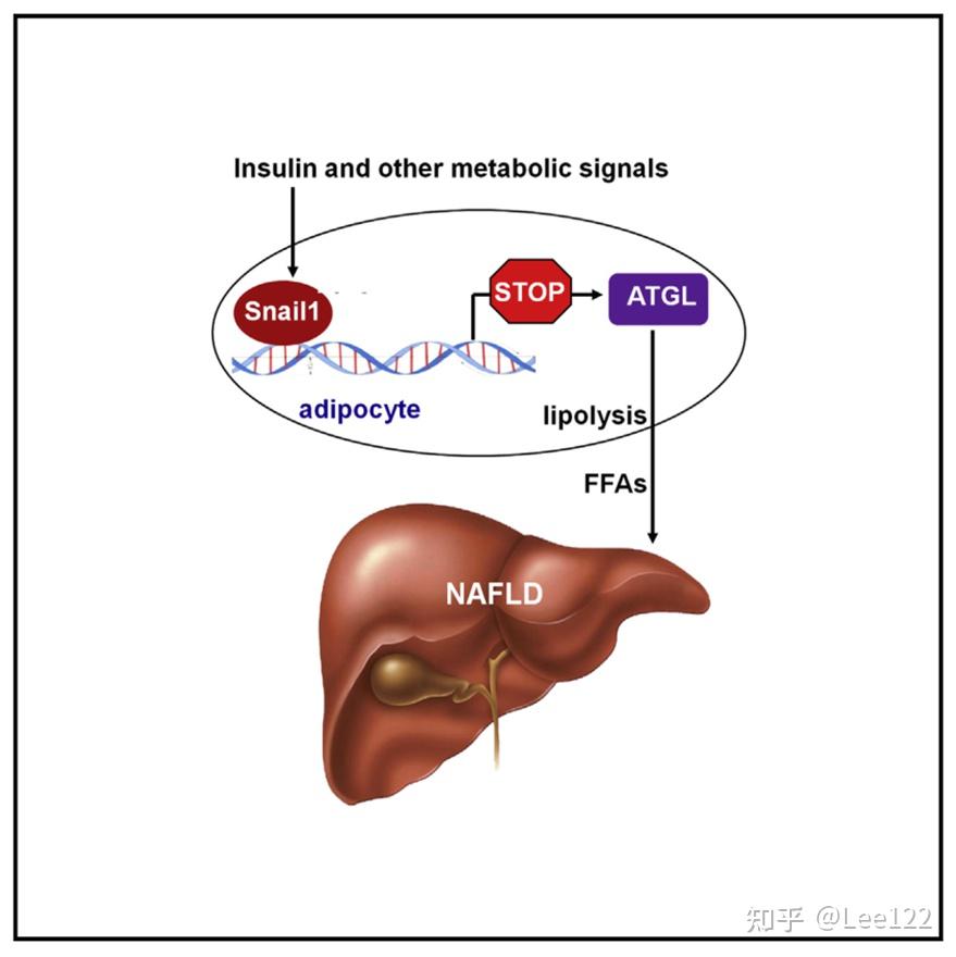 脂肪Snail1通过抑制ATGL的表达调节脂质分解 - 知乎